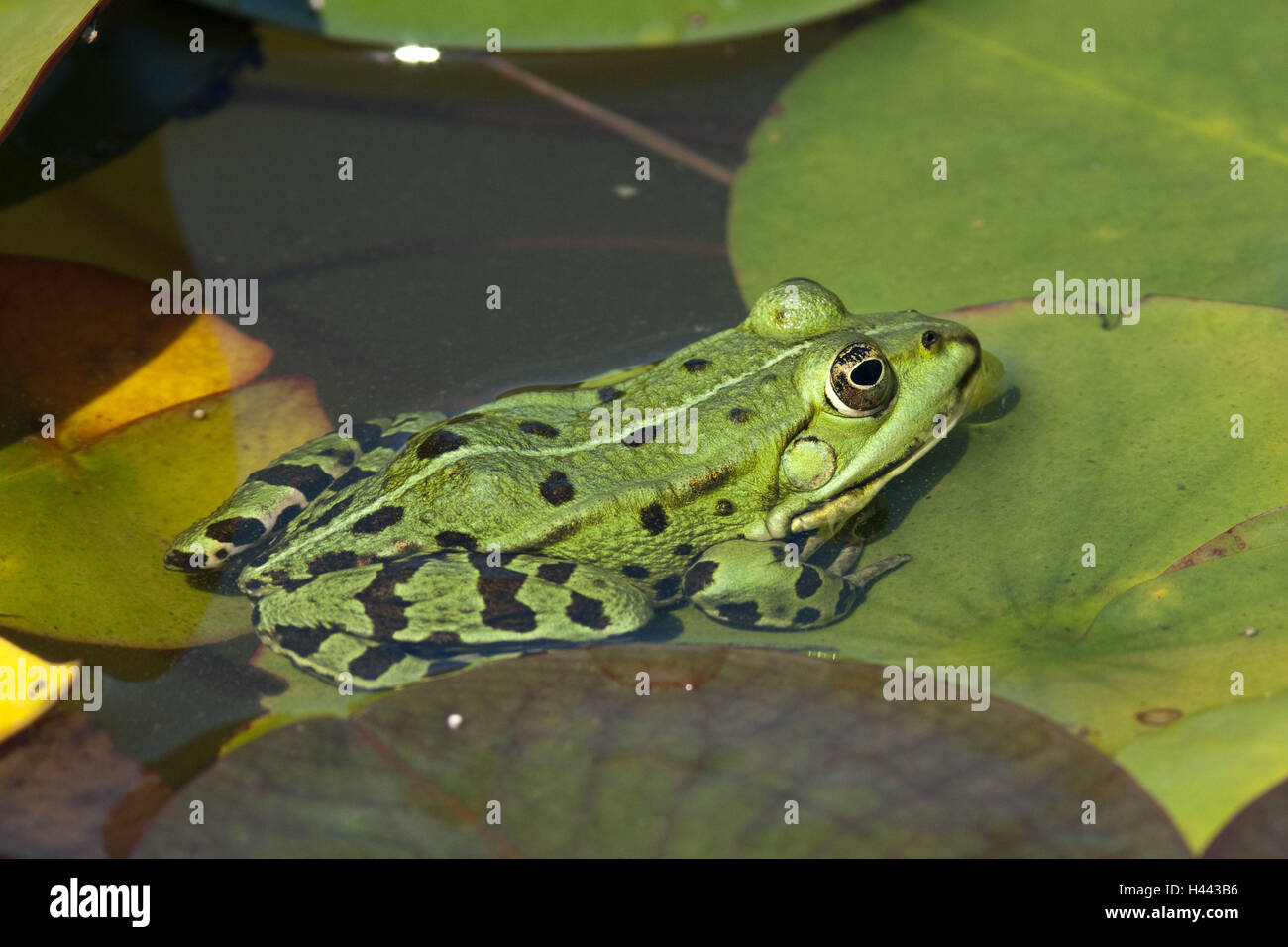 Pond frog, Rana esculenta Stock Photo - Alamy