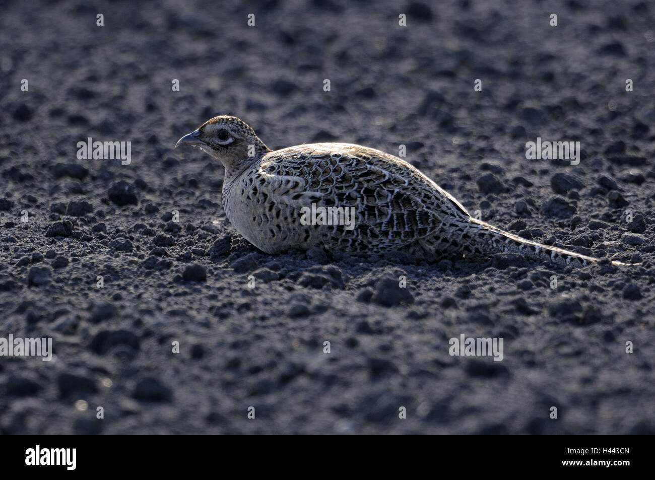 Field, pheasant, Phasianus colchicus, sit, hide Pheasant, female ...