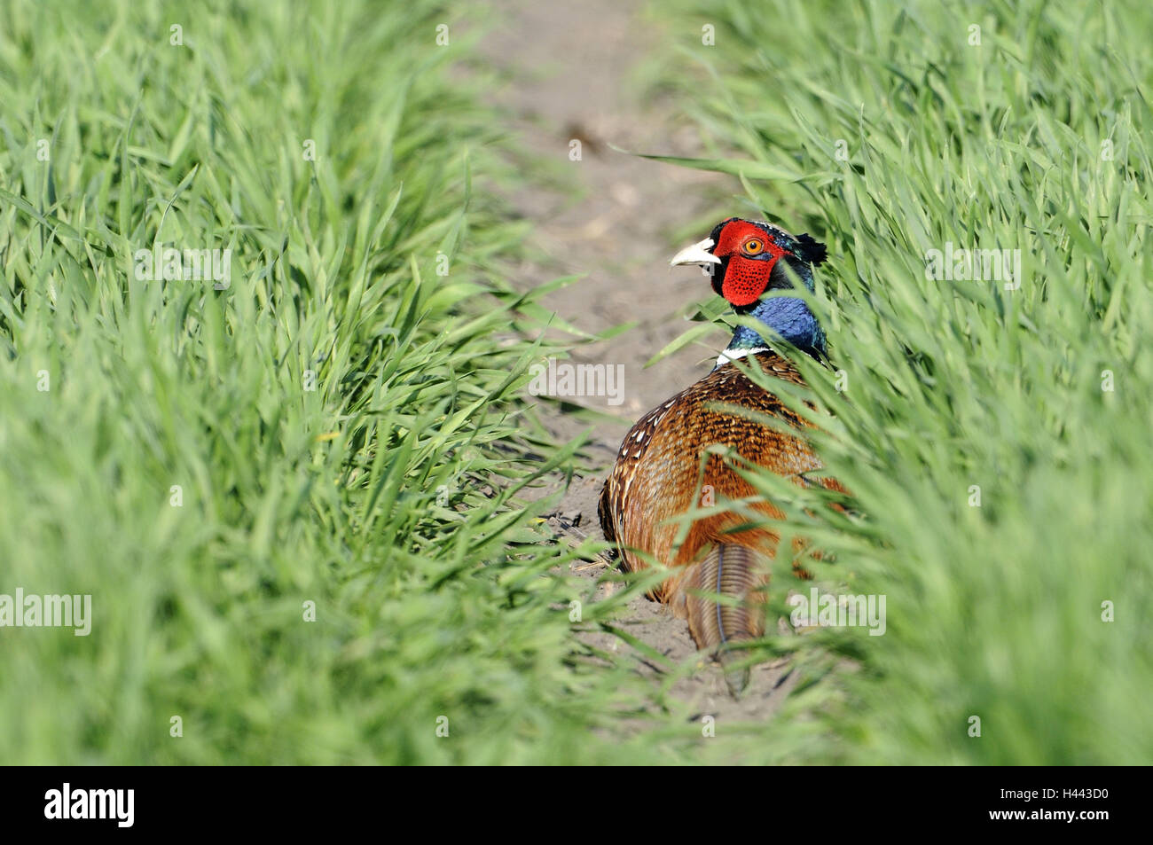 Pheasant little men hi-res stock photography and images - Alamy