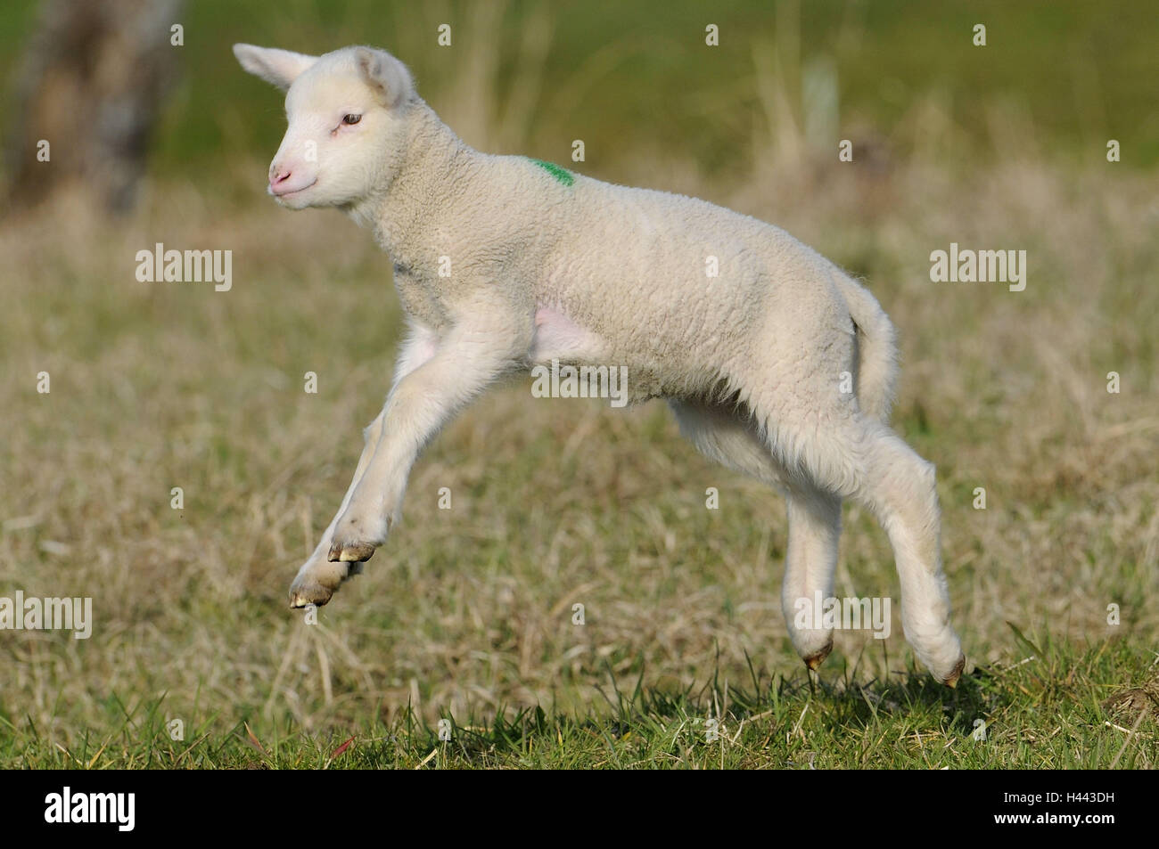 Meadow, Merinoschaf, lamb, jump, side view, animal, mammal, benefit ...