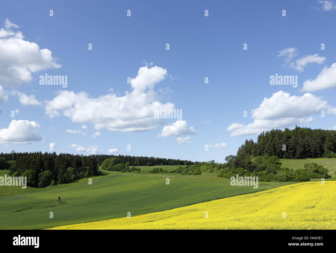 Rape field, fields, scenery, Cumuluswolken Stock Photo - Alamy