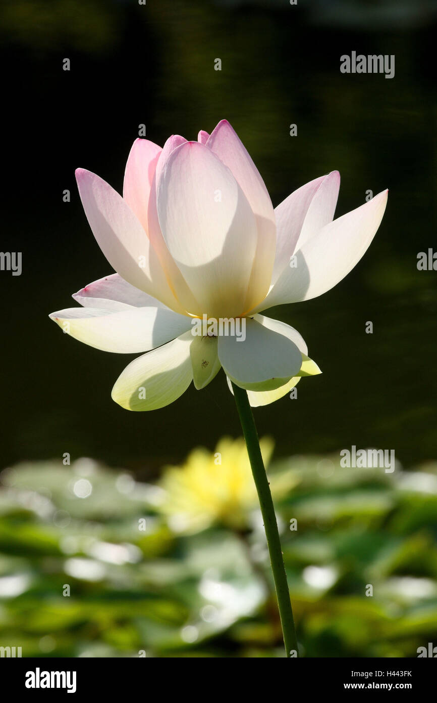 Indian Lotus Flower Stock Photos & Indian Lotus Flower Stock Images - Alamy
