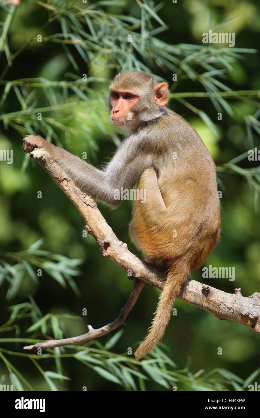 Rhesusaffe macaca mulatta hi-res stock photography and images - Alamy