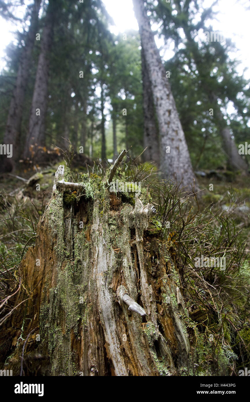 Wood, tree stump, Chamonix, Haute-Savoie, France Stock Photo - Alamy