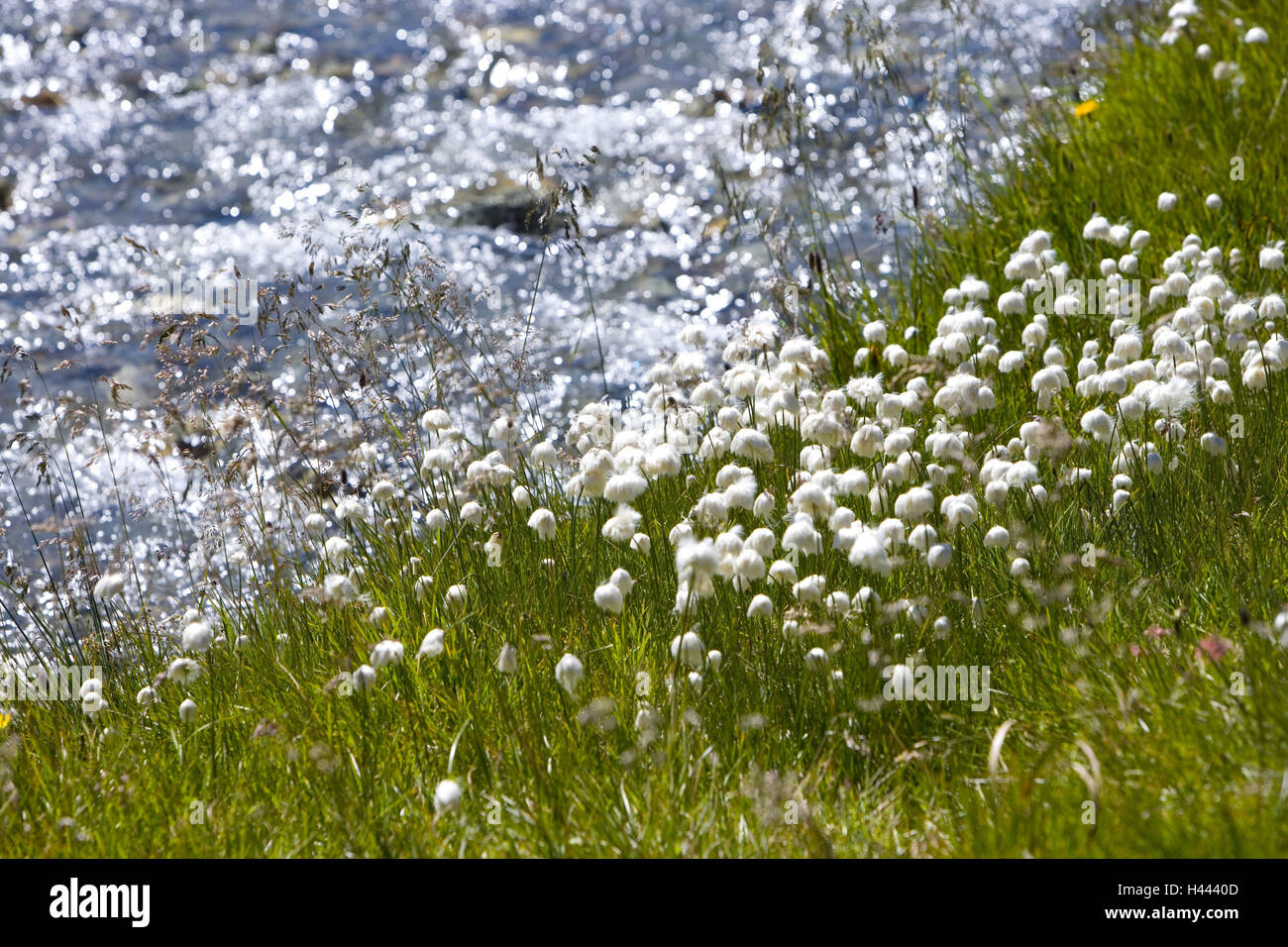 Austria, Vorarlberg, Silvretta, Klostertal, cotton grass, Eriophorum ...