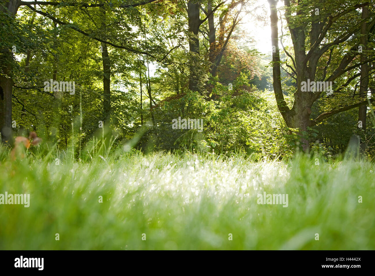 Edge of the forest, meadow, back light Stock Photo - Alamy