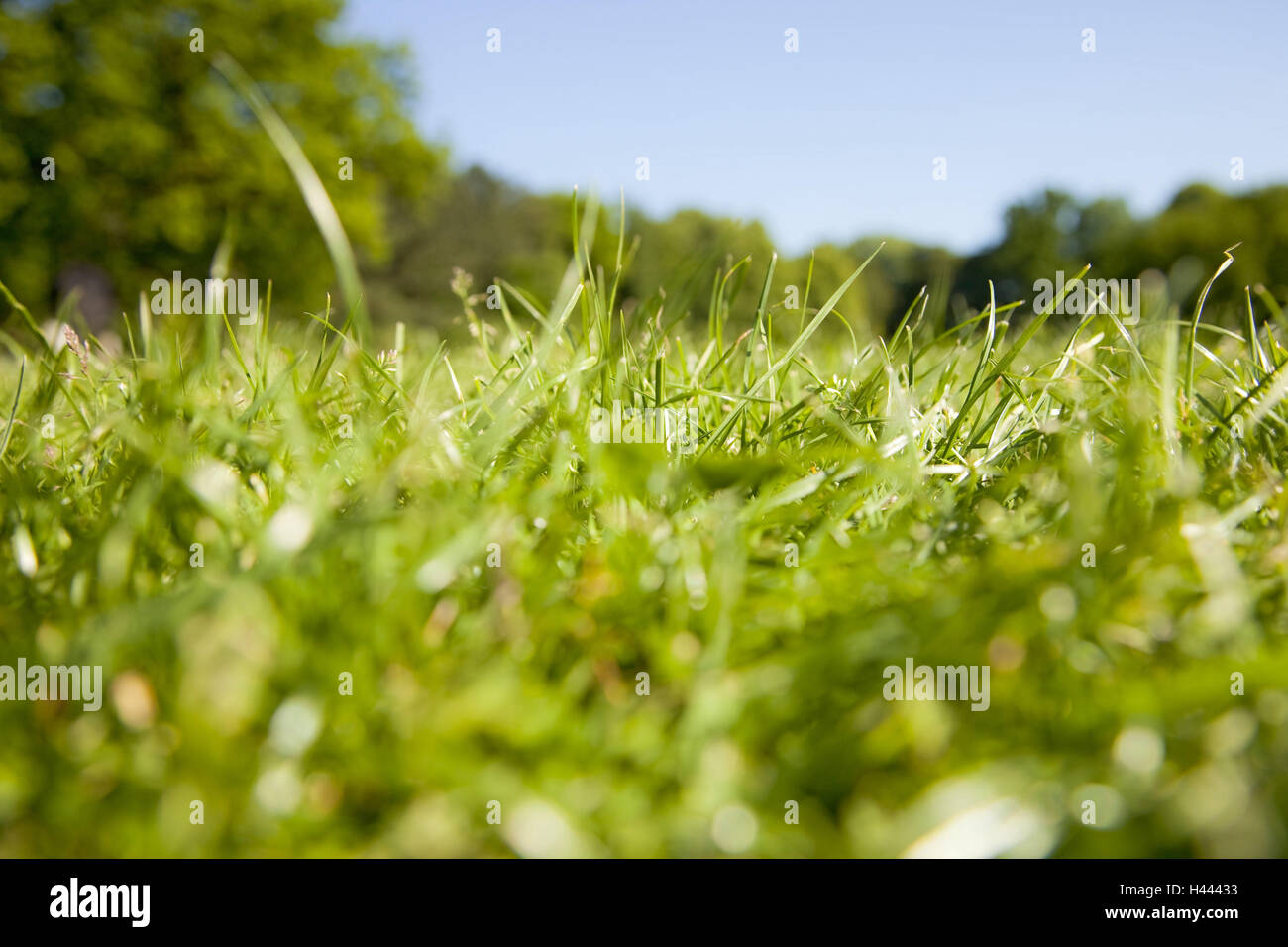Edge the forest, meadow, close up Stock Photo - Alamy