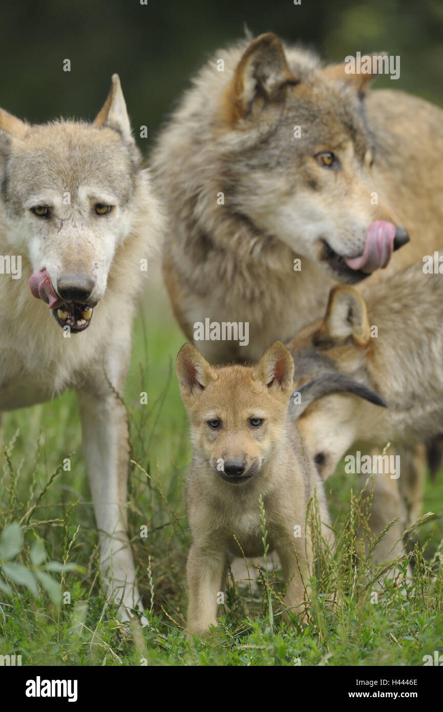 Wolfs young hi-res stock photography and images - Alamy