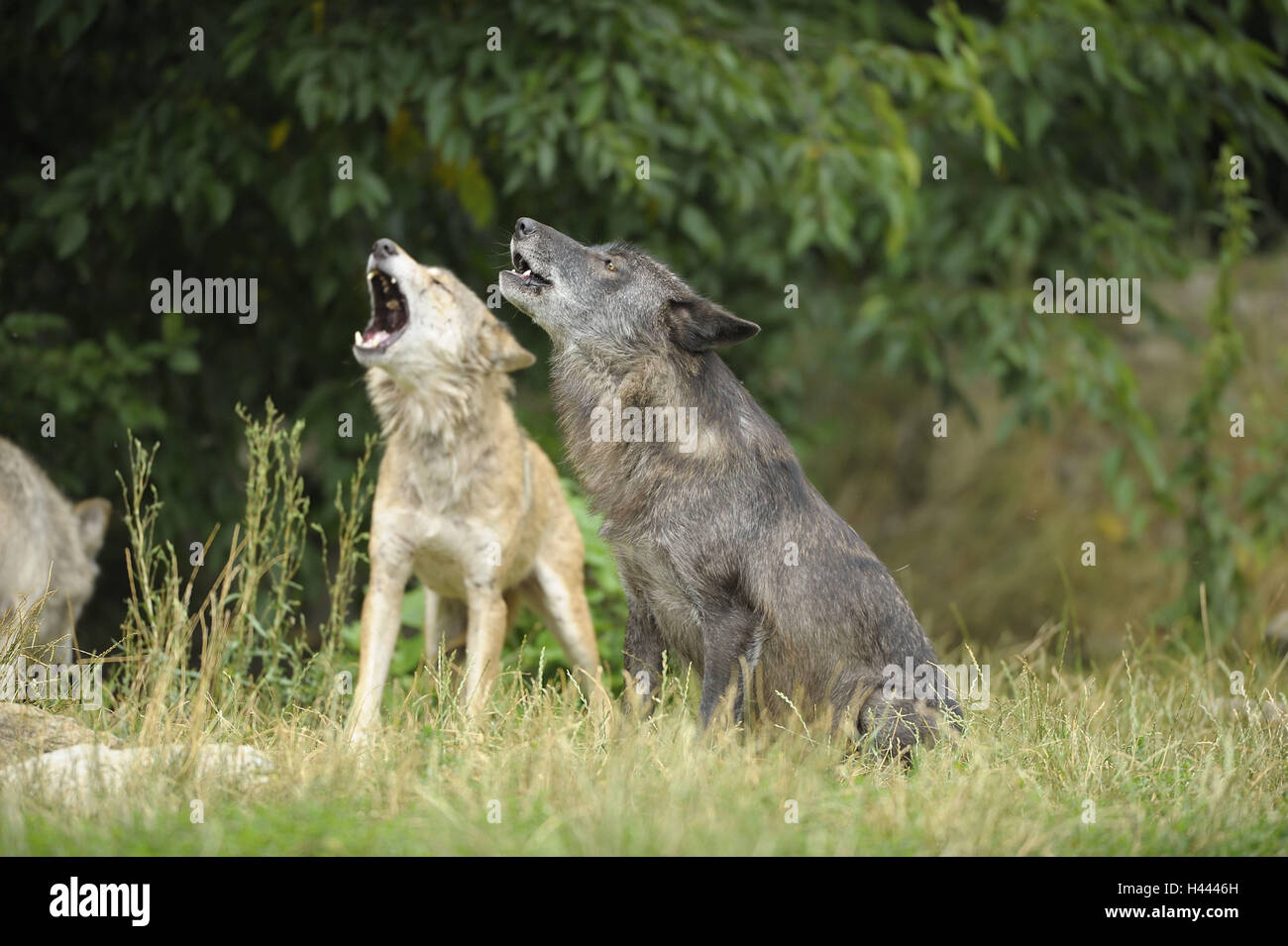 Wolves howl hi-res stock photography and images - Alamy