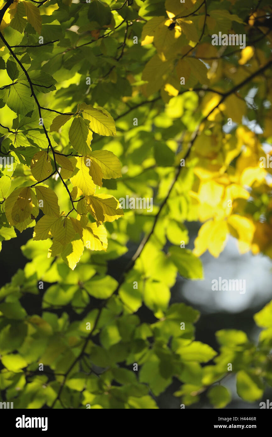Beech, Fagus sylvatica, detail, twigs, leaves, autumn Stock Photo - Alamy
