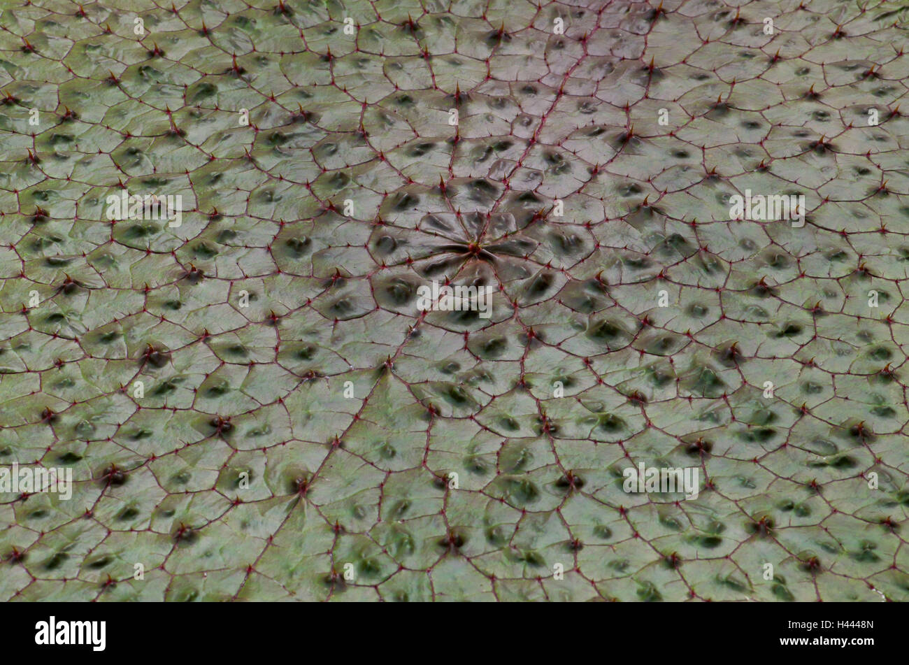 Structure, water lily leaves, from above, Eryale Ferox Stock Photo - Alamy