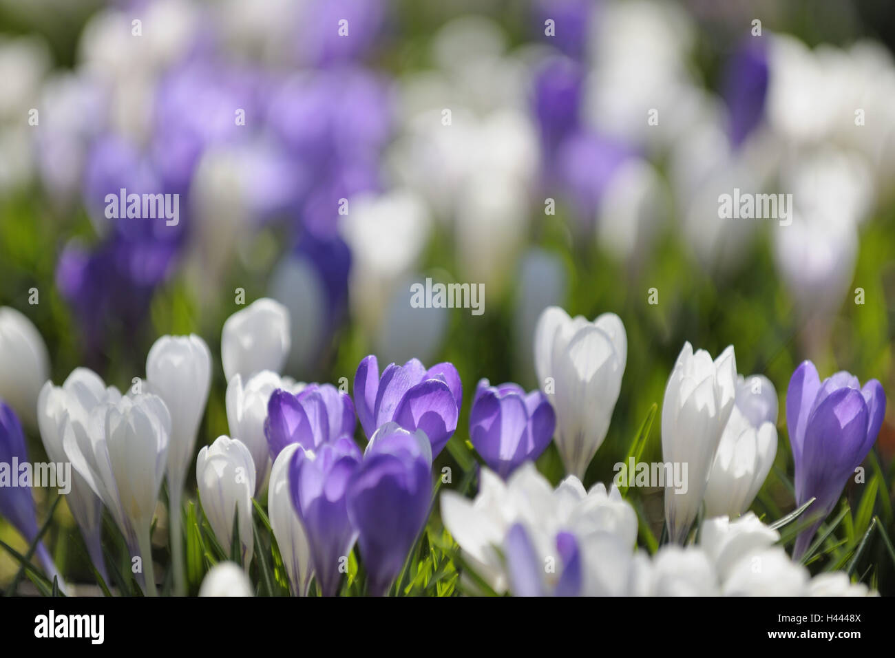 Park, meadow, crocuses, Crocus neapolitanus, spring Stock Photo - Alamy