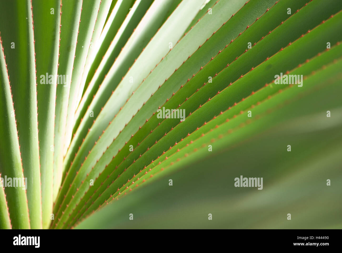 Plant with jagged leaves hi-res stock photography and images - Alamy