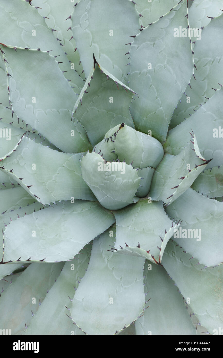 Agave, detail, from above Stock Photo - Alamy