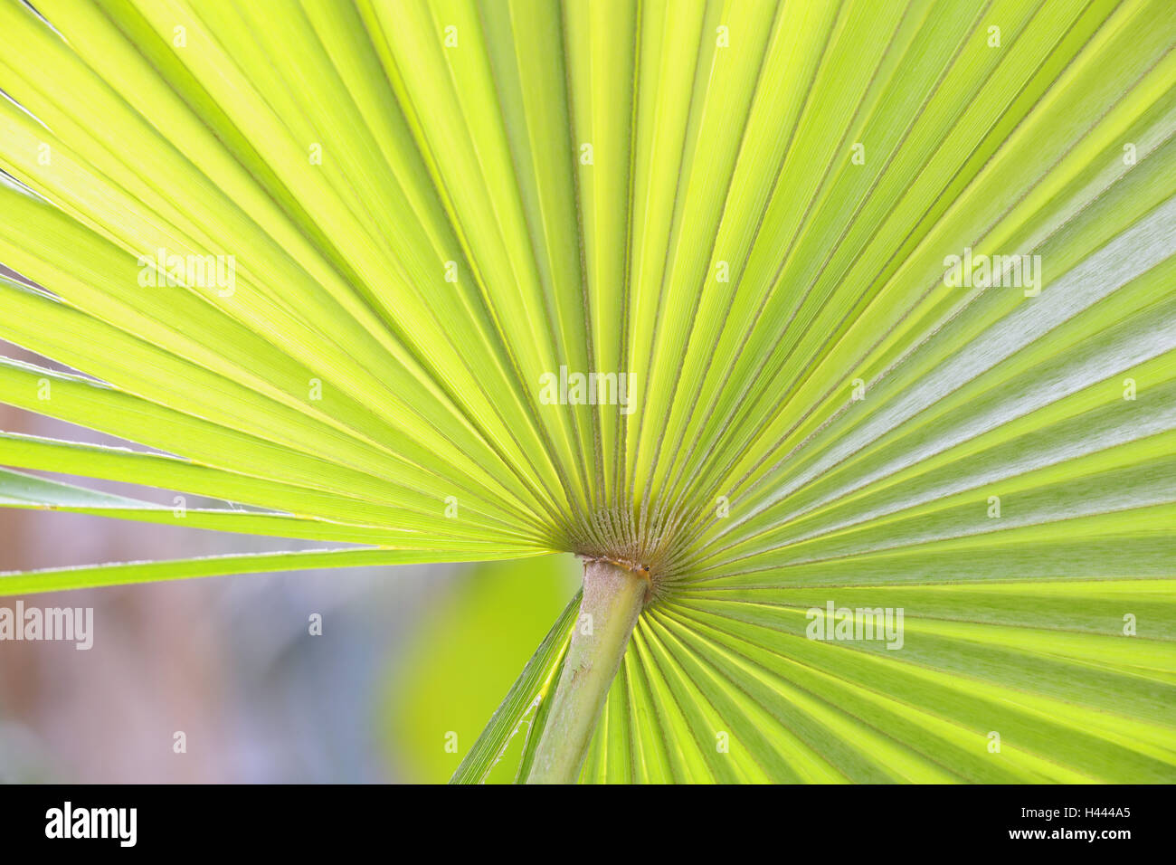 Fan palm, detail Stock Photo - Alamy