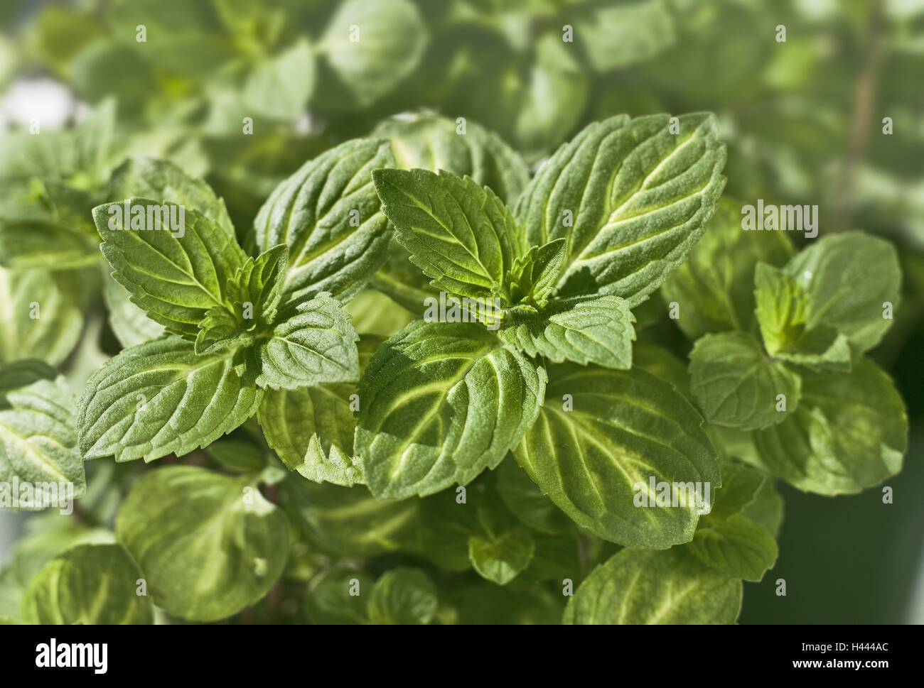 Garden, ginger mint, Mentha piperita Stock Photo - Alamy