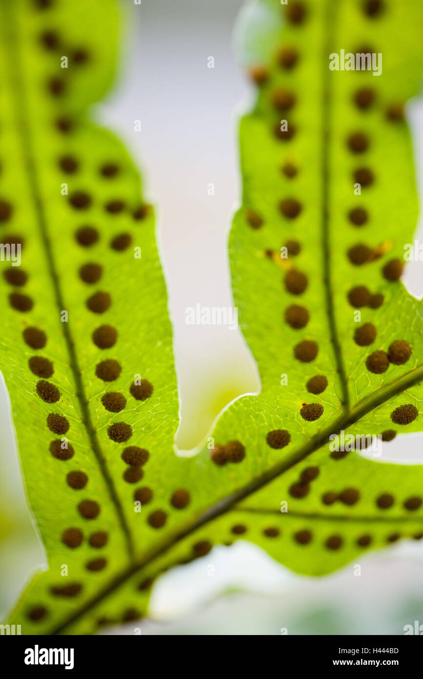 Plant leaves, spores Stock Photo - Alamy