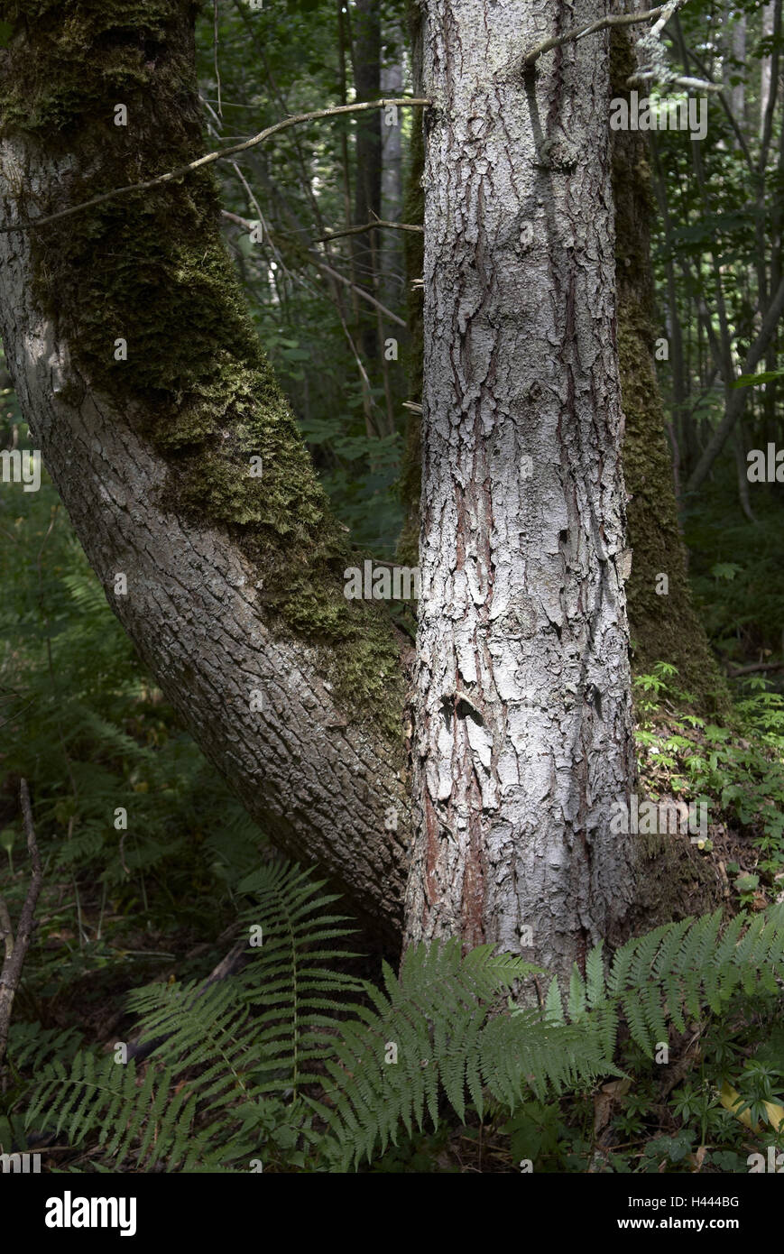 Tree fern and shadow hi-res stock photography and images - Alamy