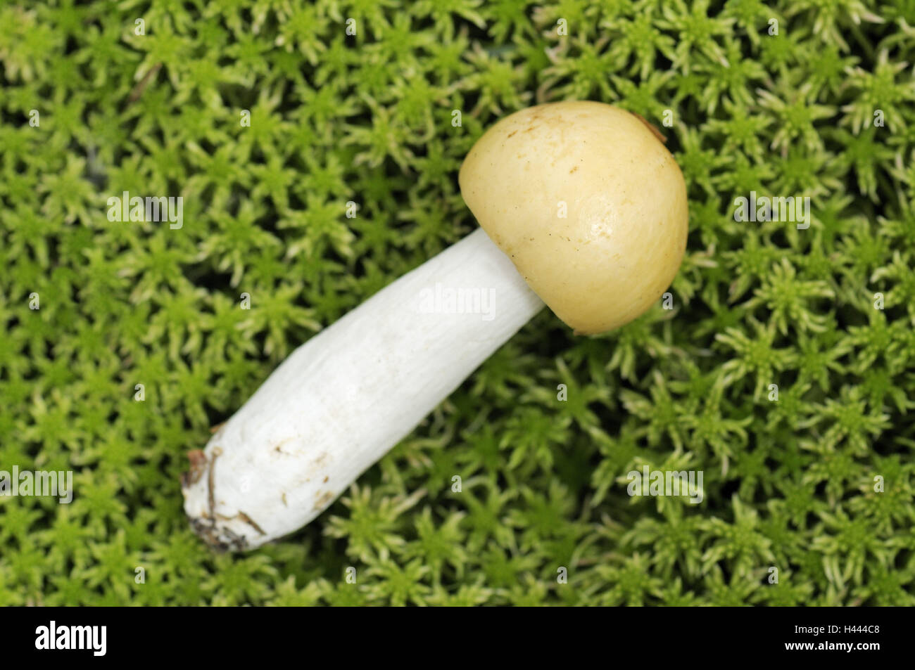 Russula, stem, cap, moss Stock Photo - Alamy
