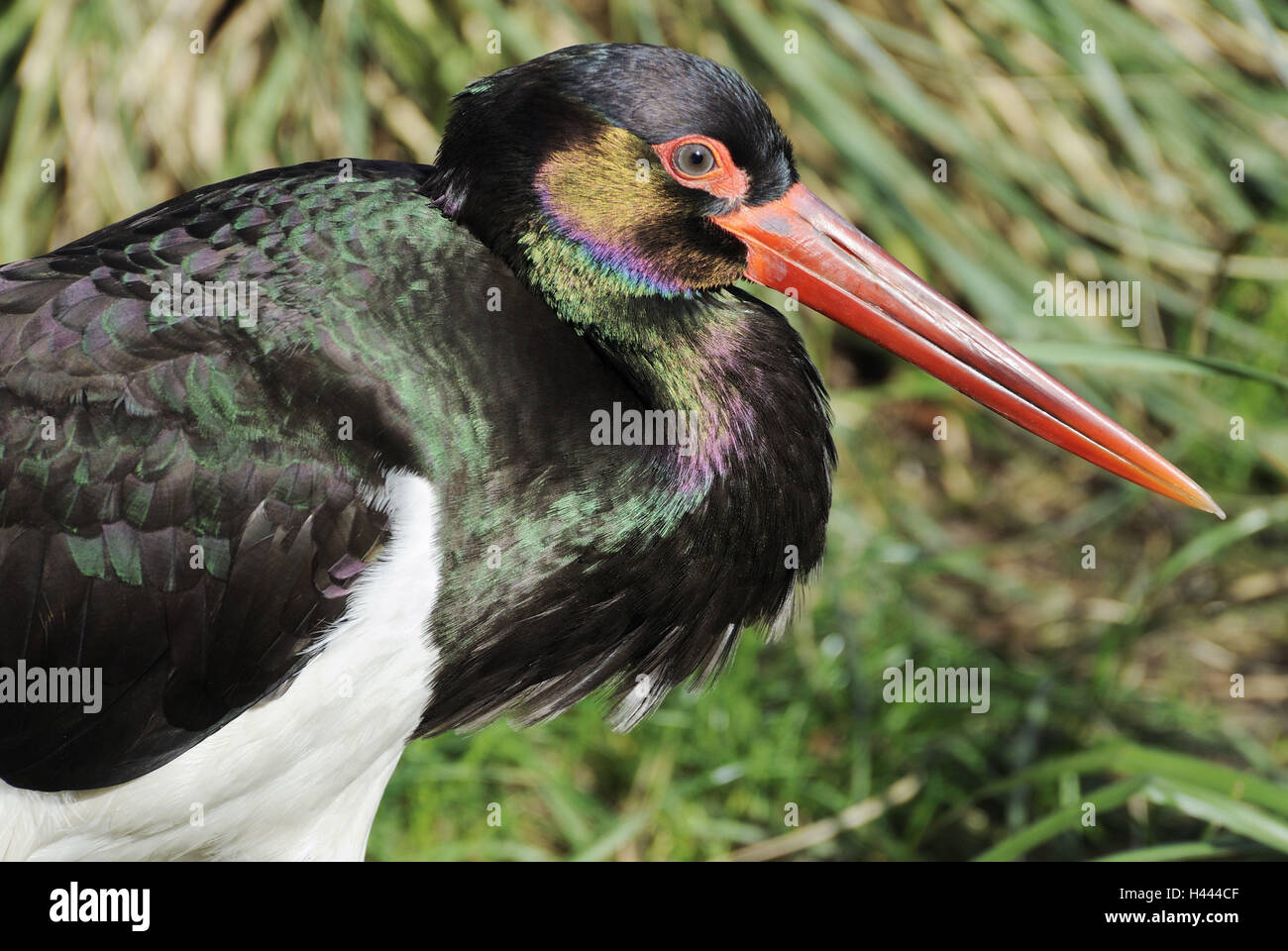 Black stork, side view Stock Photo - Alamy