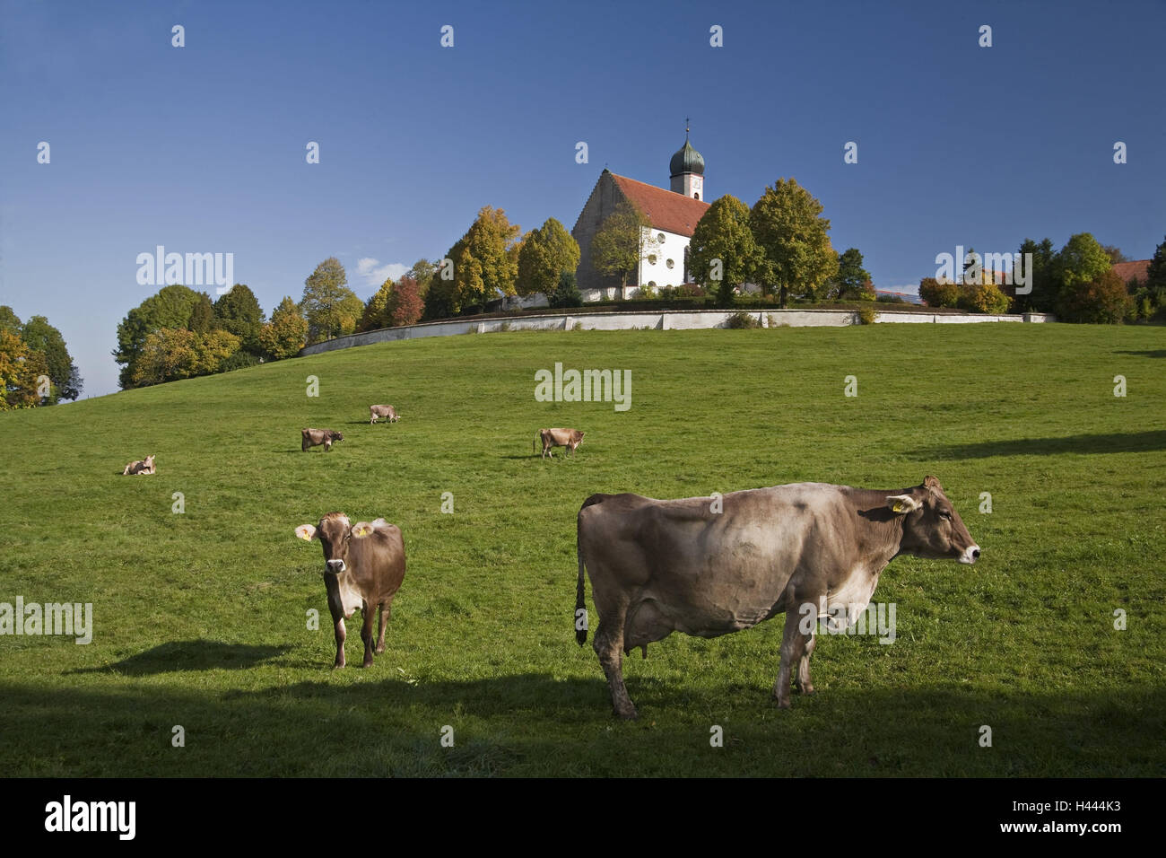 Germany, Bavaria, Allgäu, church in Seeg, autumn Stock Photo - Alamy