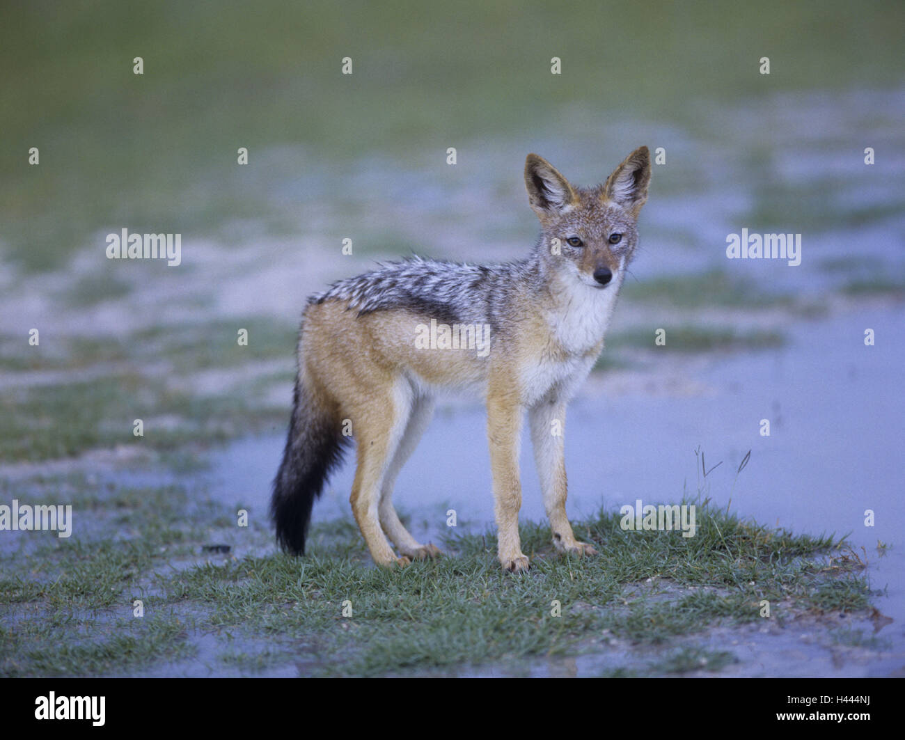 Schabrackenschakal, Canis mesomelas, Africa, Zimbabwe, animal world ...