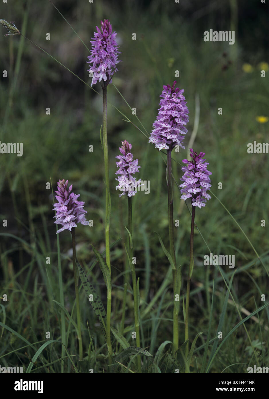 Meadow, fox' orchis, Dactylorhiza, fuchsii, blossom, plants, flowers ...