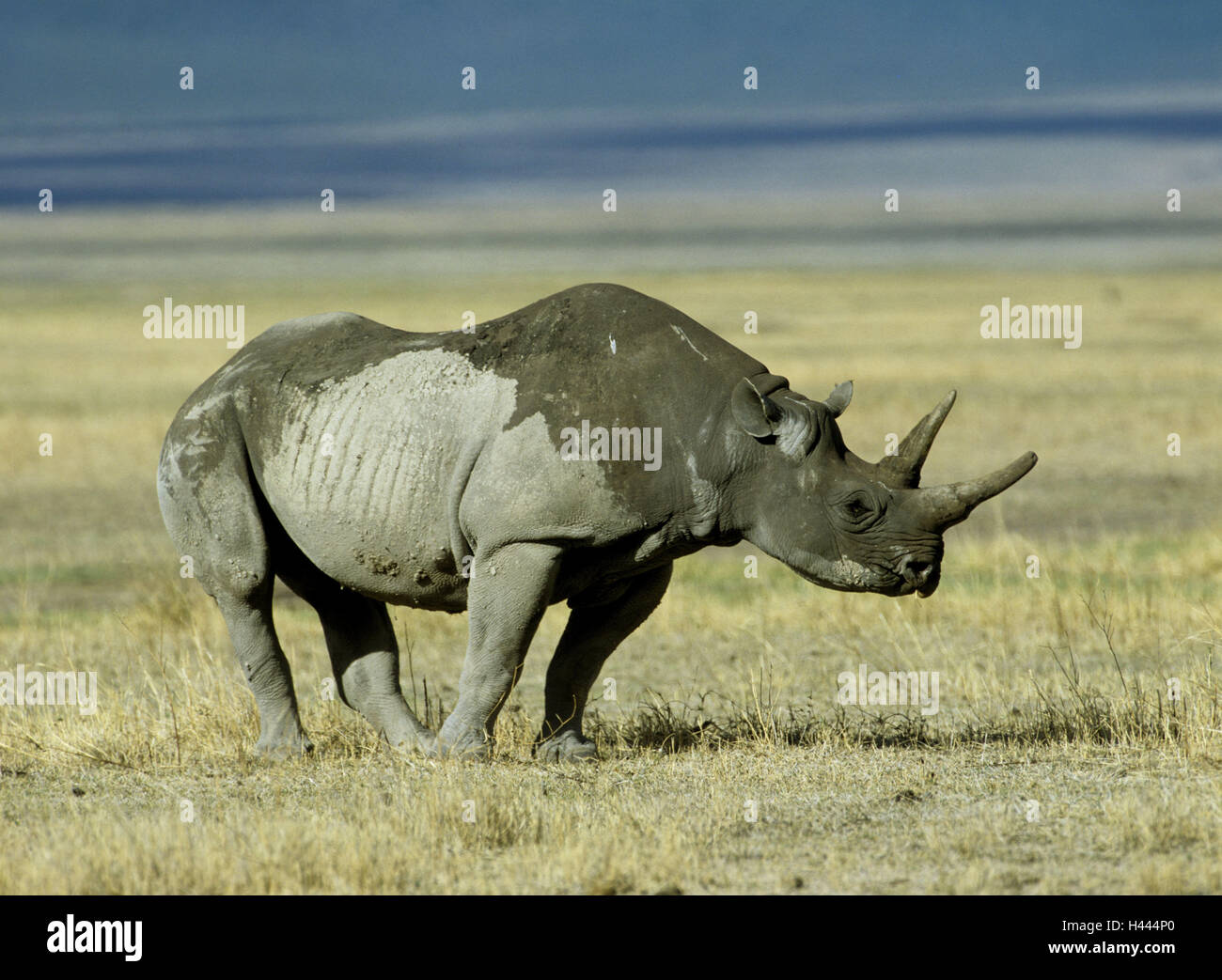 Africa, pointed lip rhinoceros, Diceros bicornis, side view, Wildlife ...