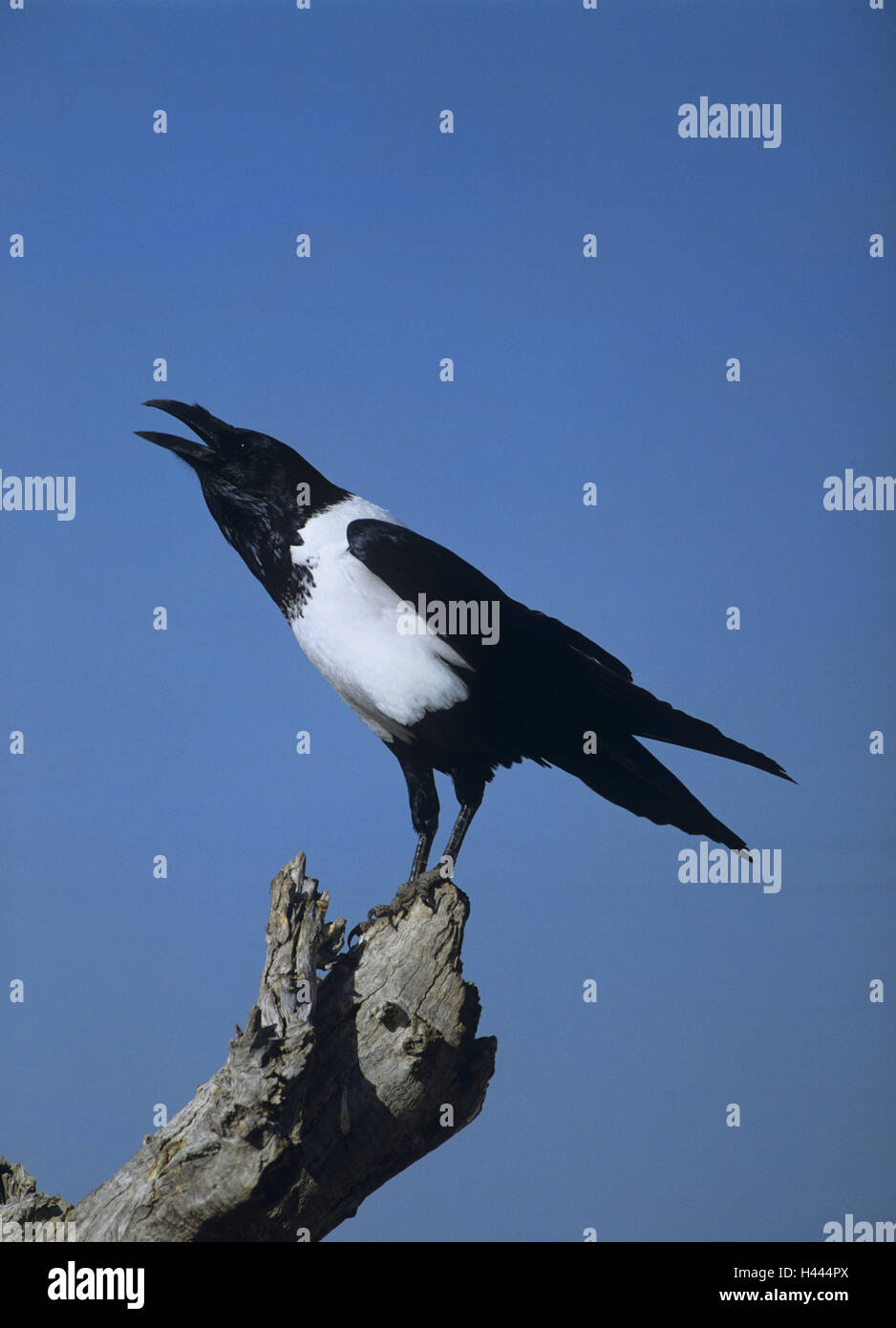 Africa, branch, sign raven, Corvus albus, bird, wild animal, animal ...