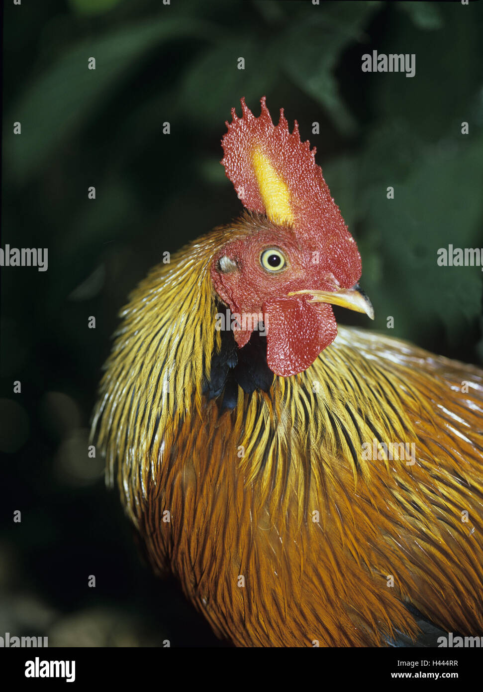 Ceylon chicken, Gallus lafayetii, portrait, neck poultry, gallinaceous ...