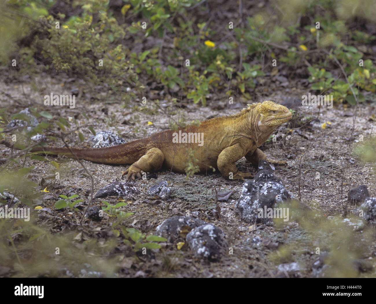 The Galapagos Islands, island Darwin, bile coast, druse head ...