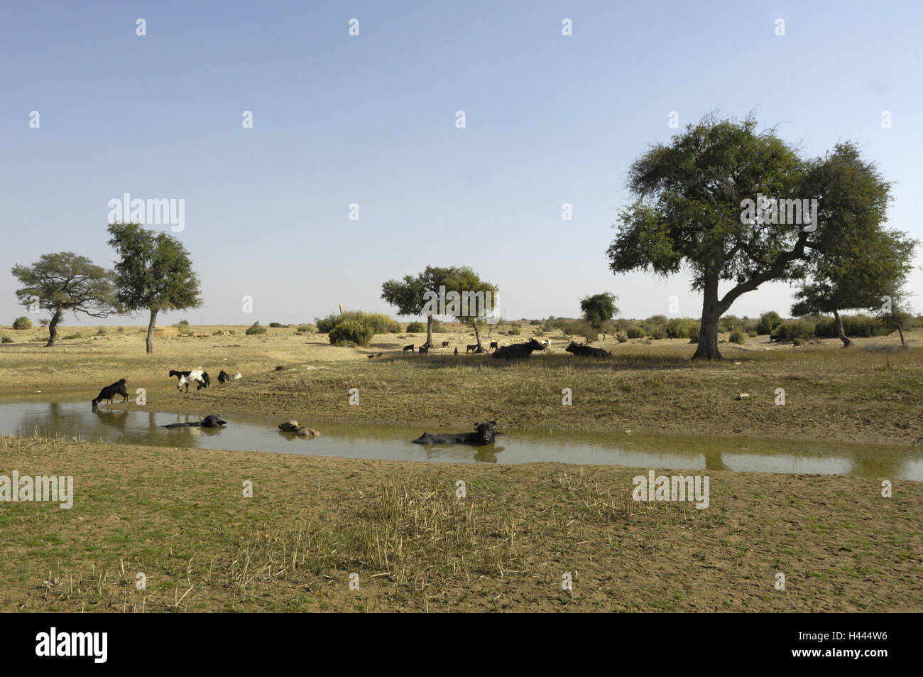 Scenery, goats, cows, watering place Stock Photo - Alamy