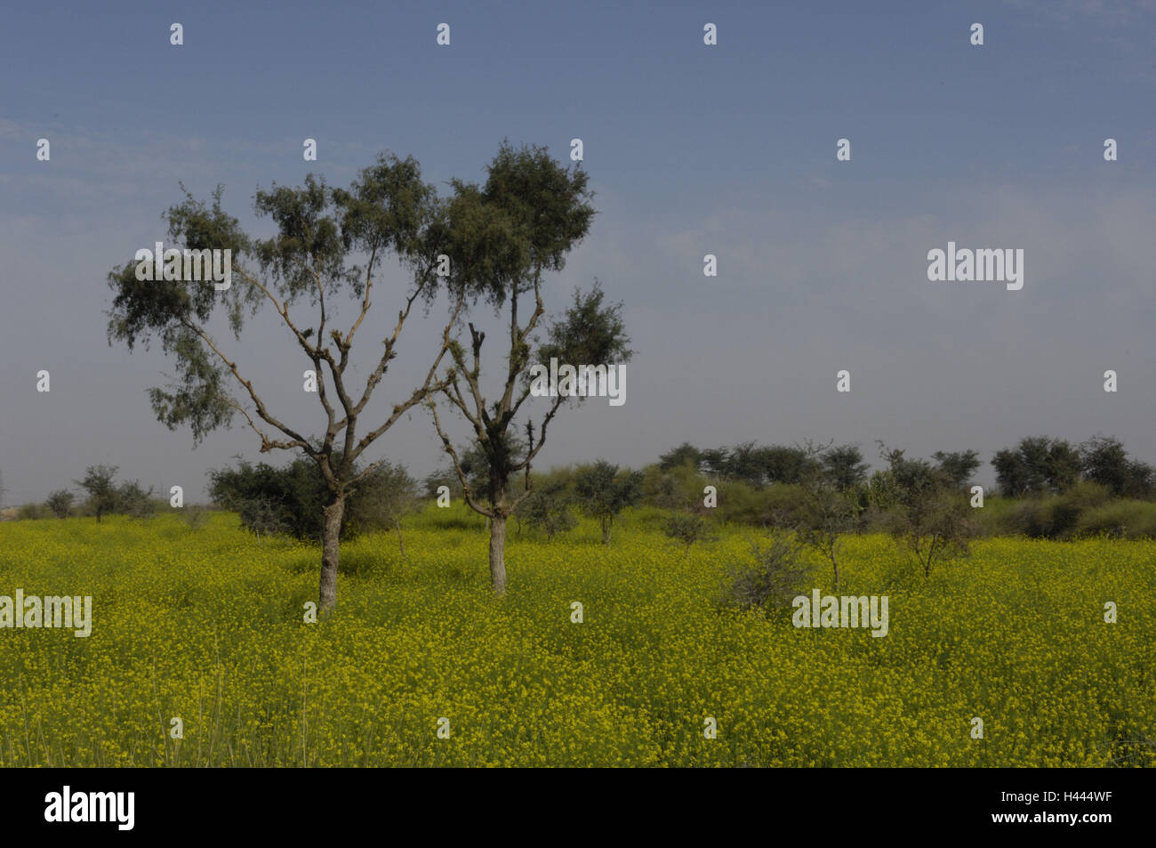 Trees of india hi-res stock photography and images - Alamy