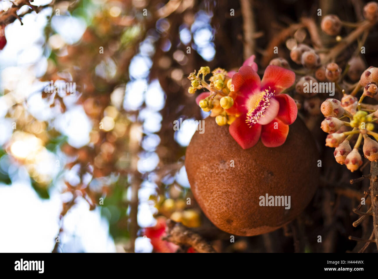 Cannonball tree, 'cannonball tree', Couroupita guianensis, fruit ...