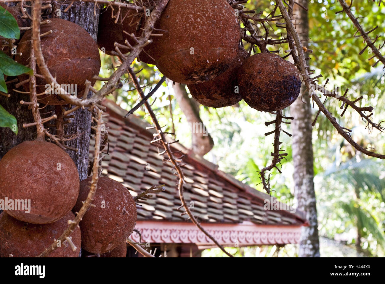 Cannonball tree, 'cannonball tree', Couroupita guianensis, fruits Stock ...
