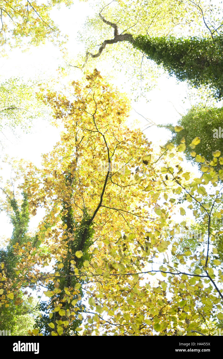 Wood, broad-leaved trees, trunk, climbing plants, back light, from ...