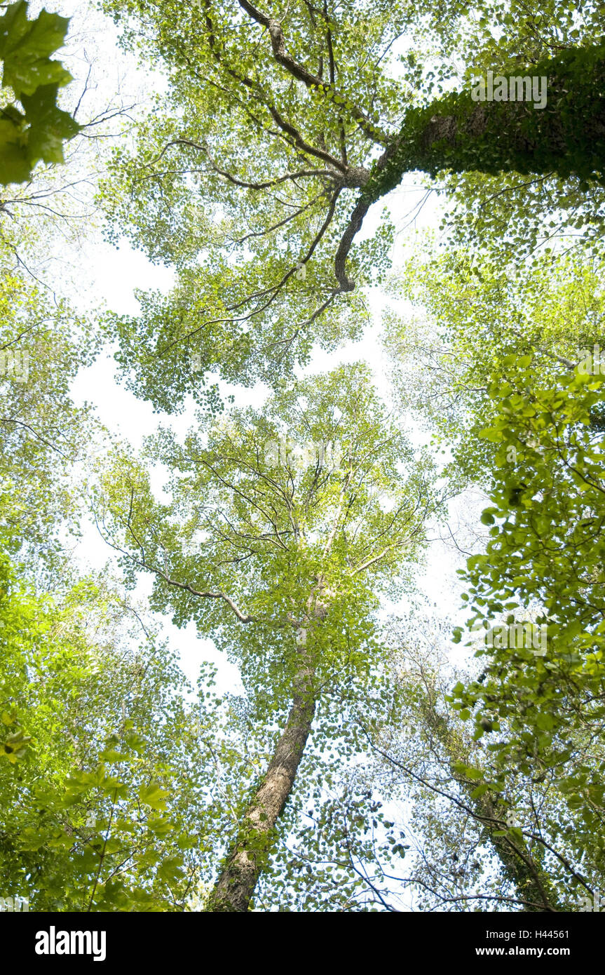 Wood, broad-leaved trees, trunk, climbing plants, back light, from ...