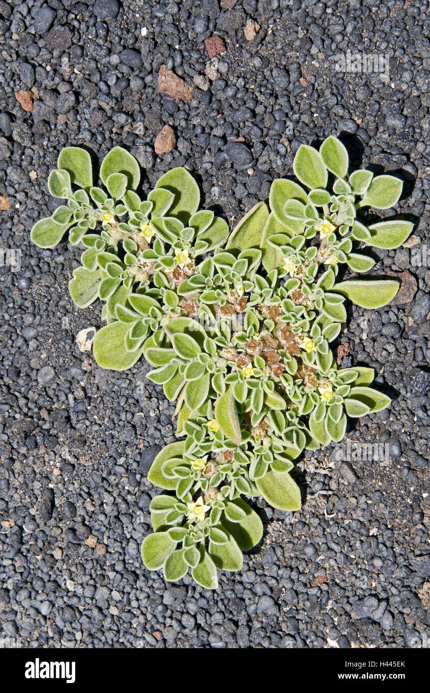 Volcano rock, plant Stock Photo - Alamy