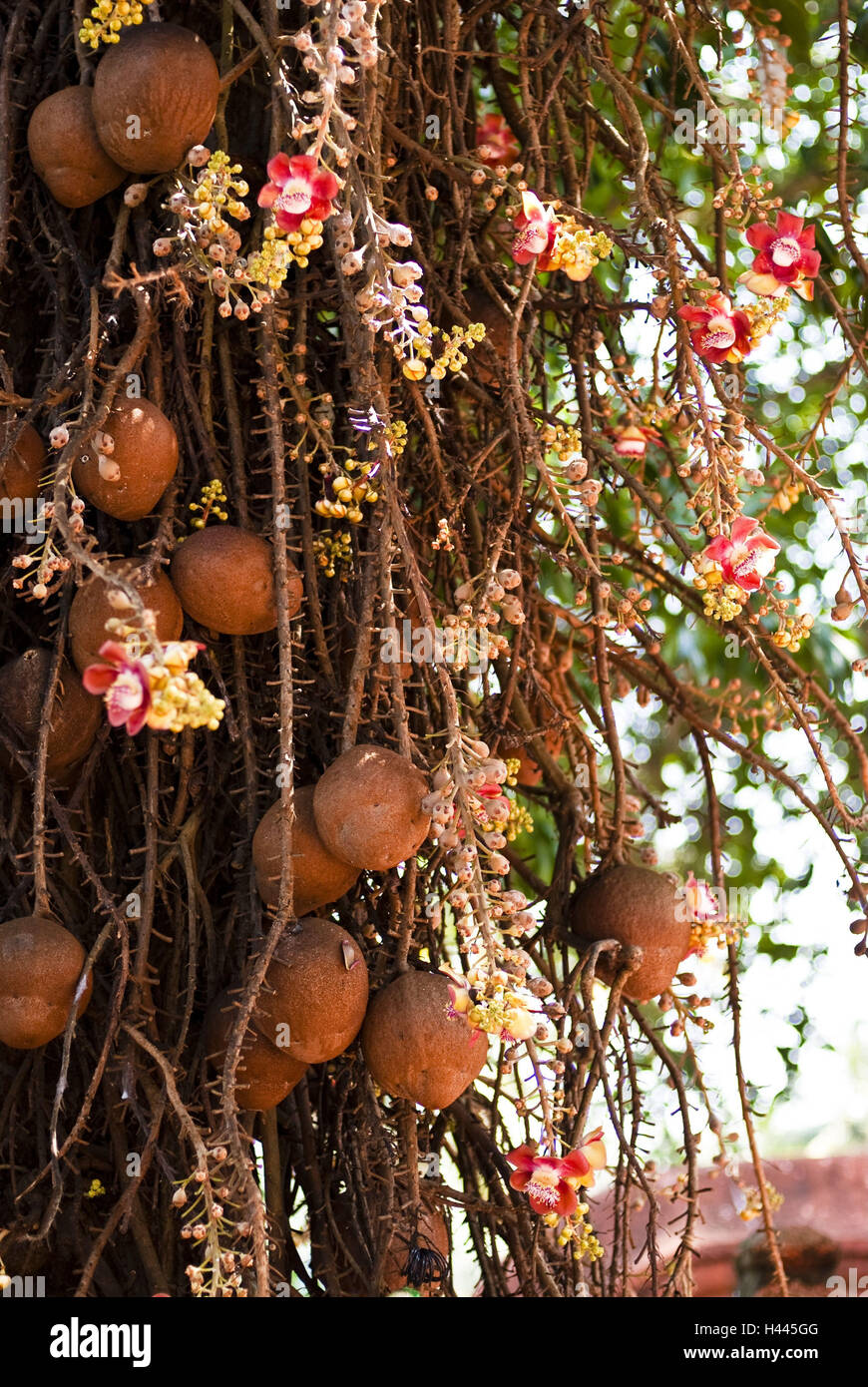 Cannonball tree, 'cannonball tree', Couroupita guianensis, fruits ...