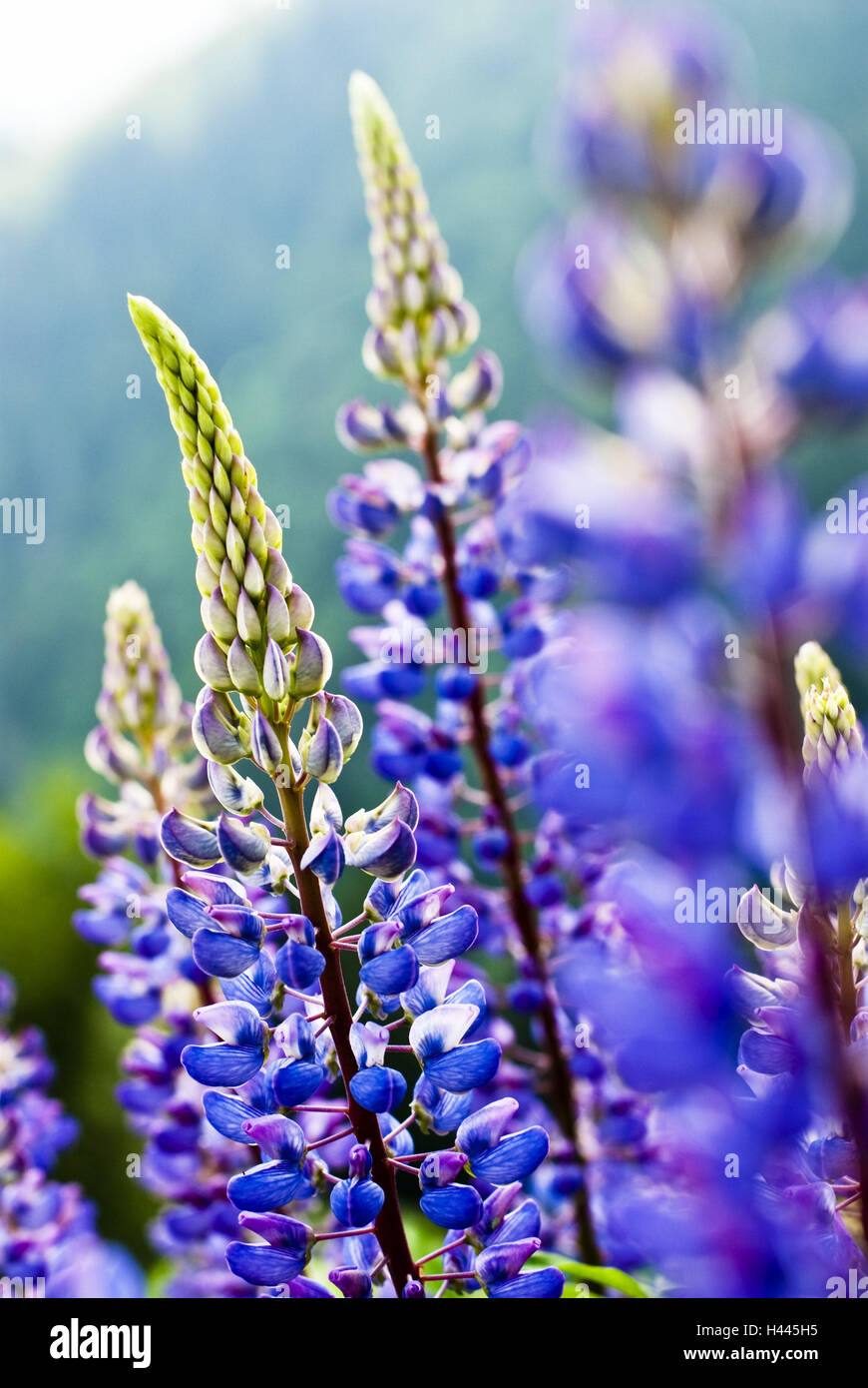 Blue lupin, Lupinus polyphyllus Stock Photo - Alamy