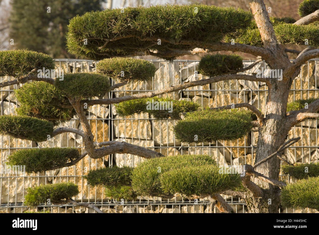 Japanese pine, topiary Stock Photo - Alamy