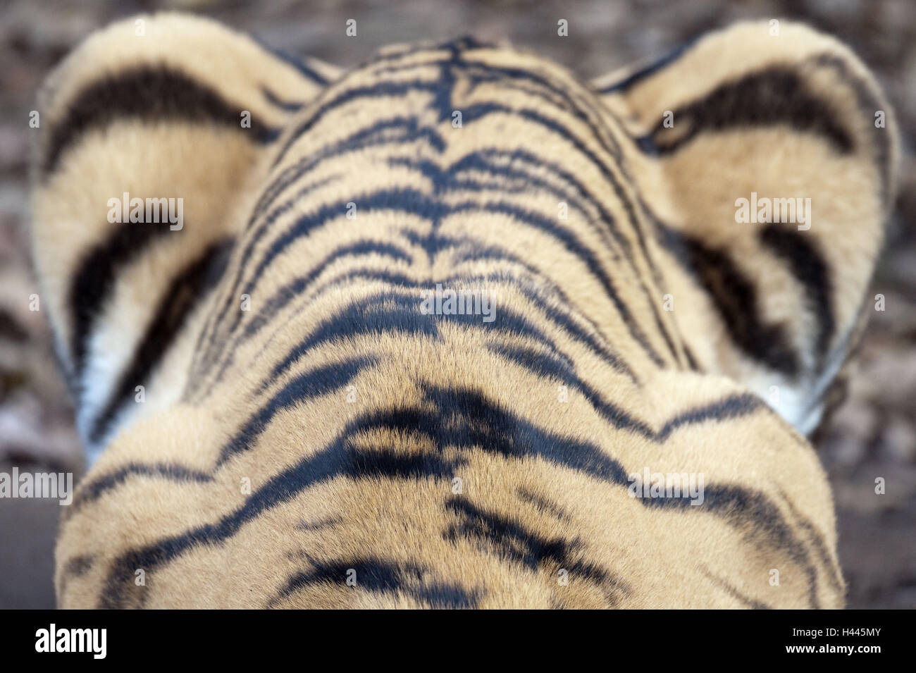 Coat Pattern High Resolution Stock Photography and Images - Alamy