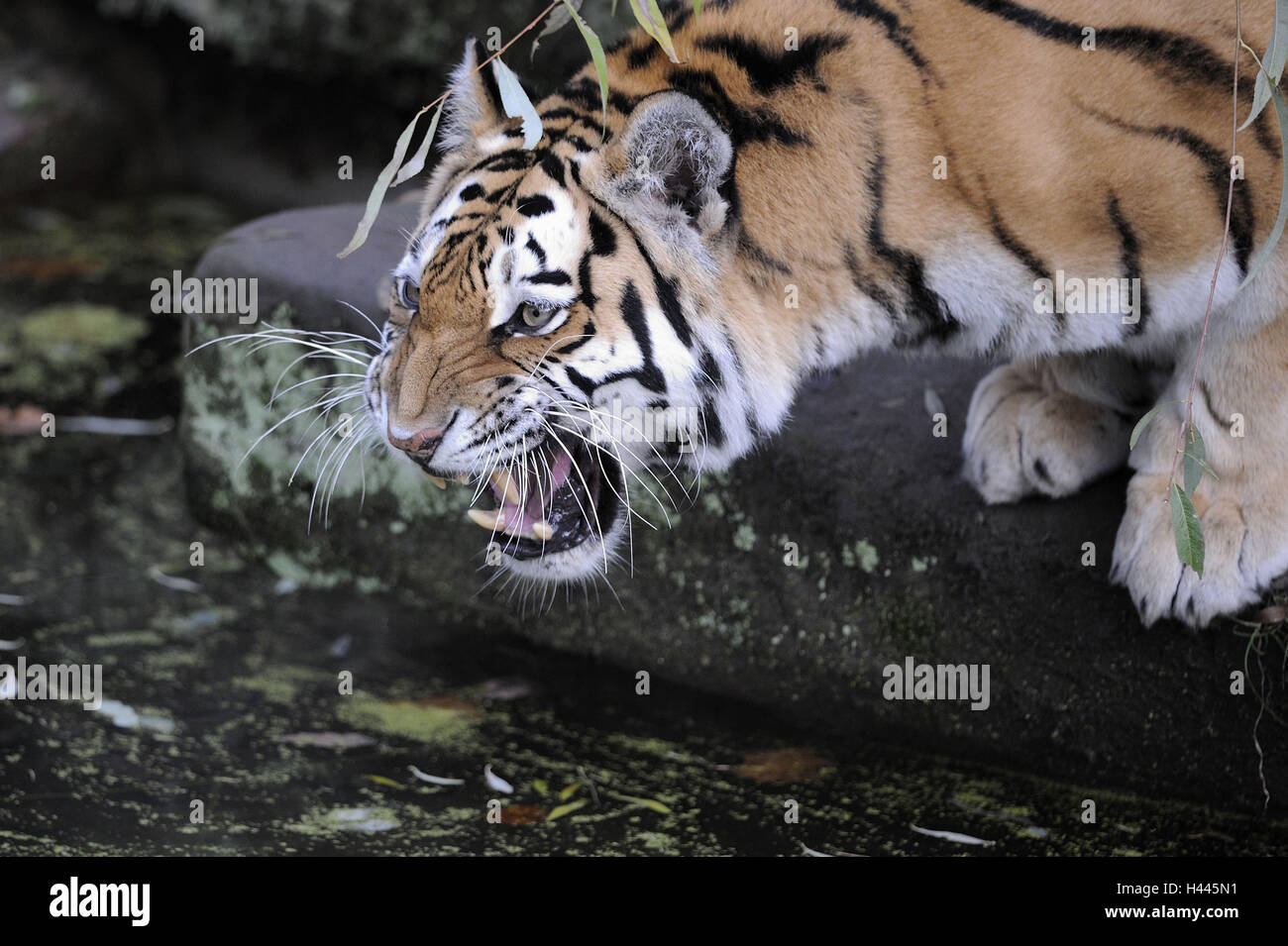 Siberian tiger, Panthera tigris altaica, hiss Stock Photo - Alamy