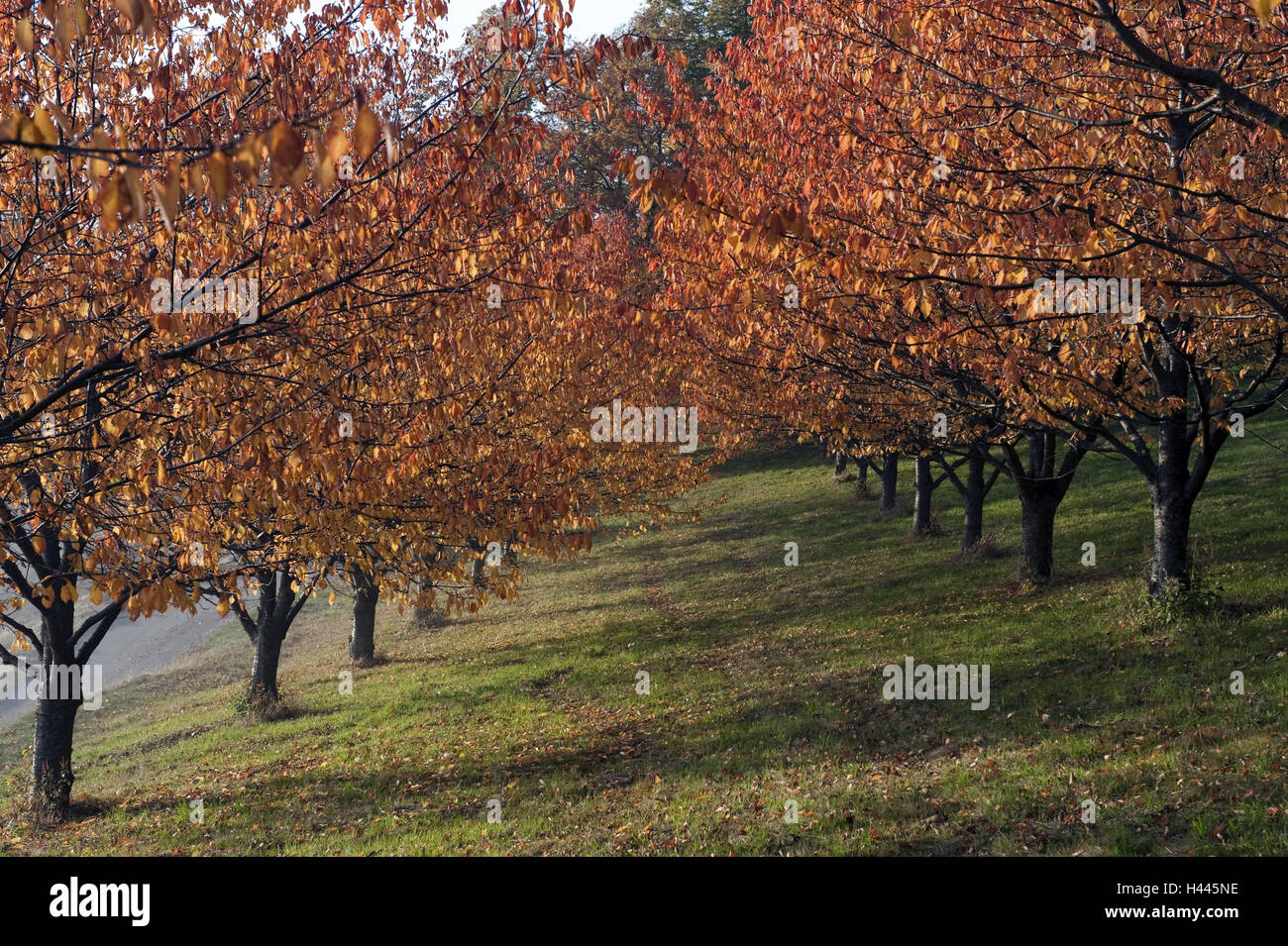 Coloured forest hi-res stock photography and images - Alamy