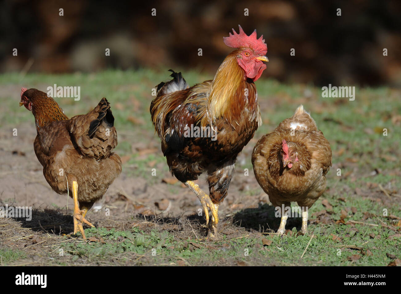Of Welsumer bantam Stock Photo - Alamy