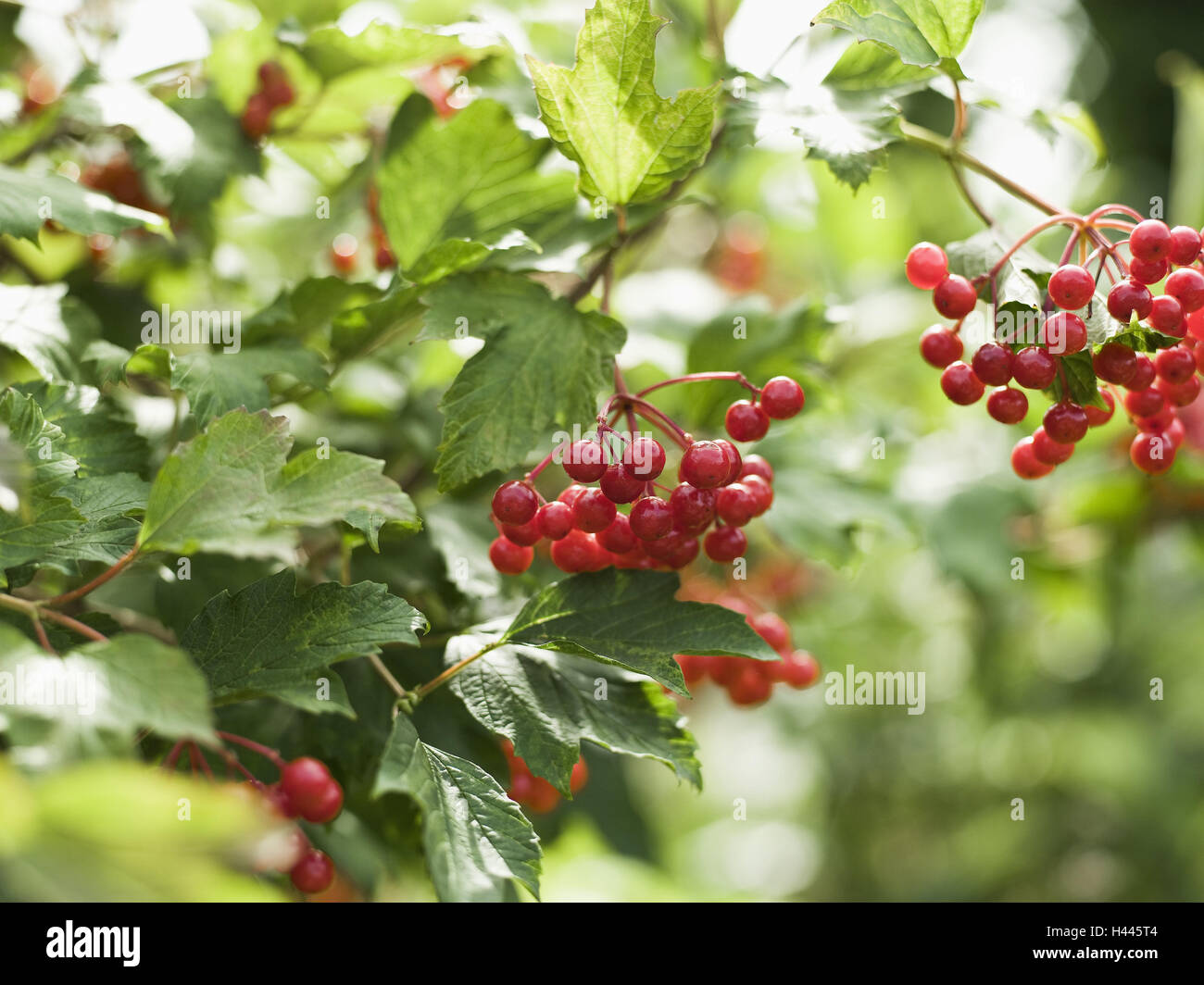 Common snowball, Viburnum opulus, detail, twigs, berries, plant, shrub ...