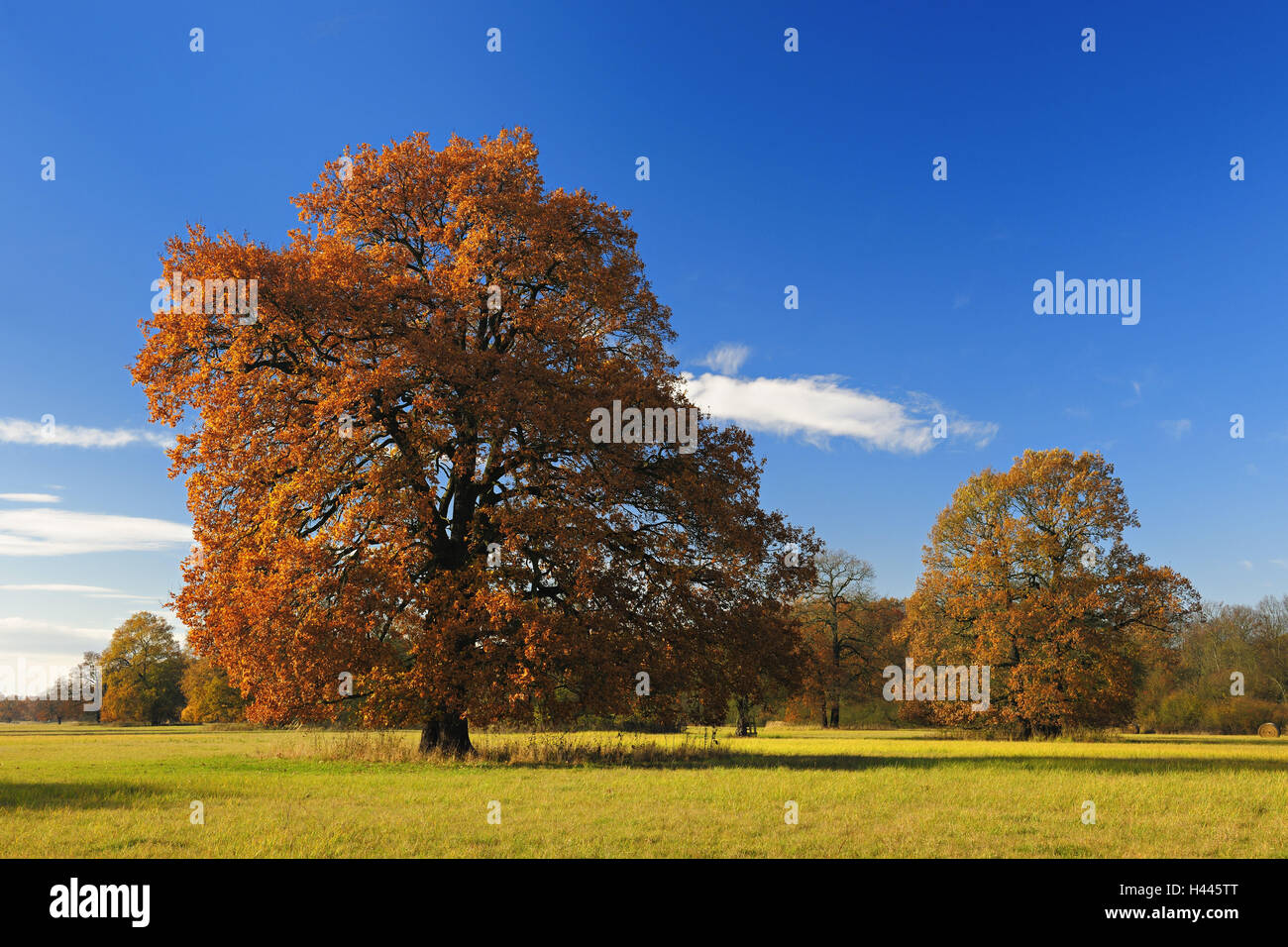 Germany, Saxony-Anhalt, Elbauen, autumn scenery Stock Photo - Alamy