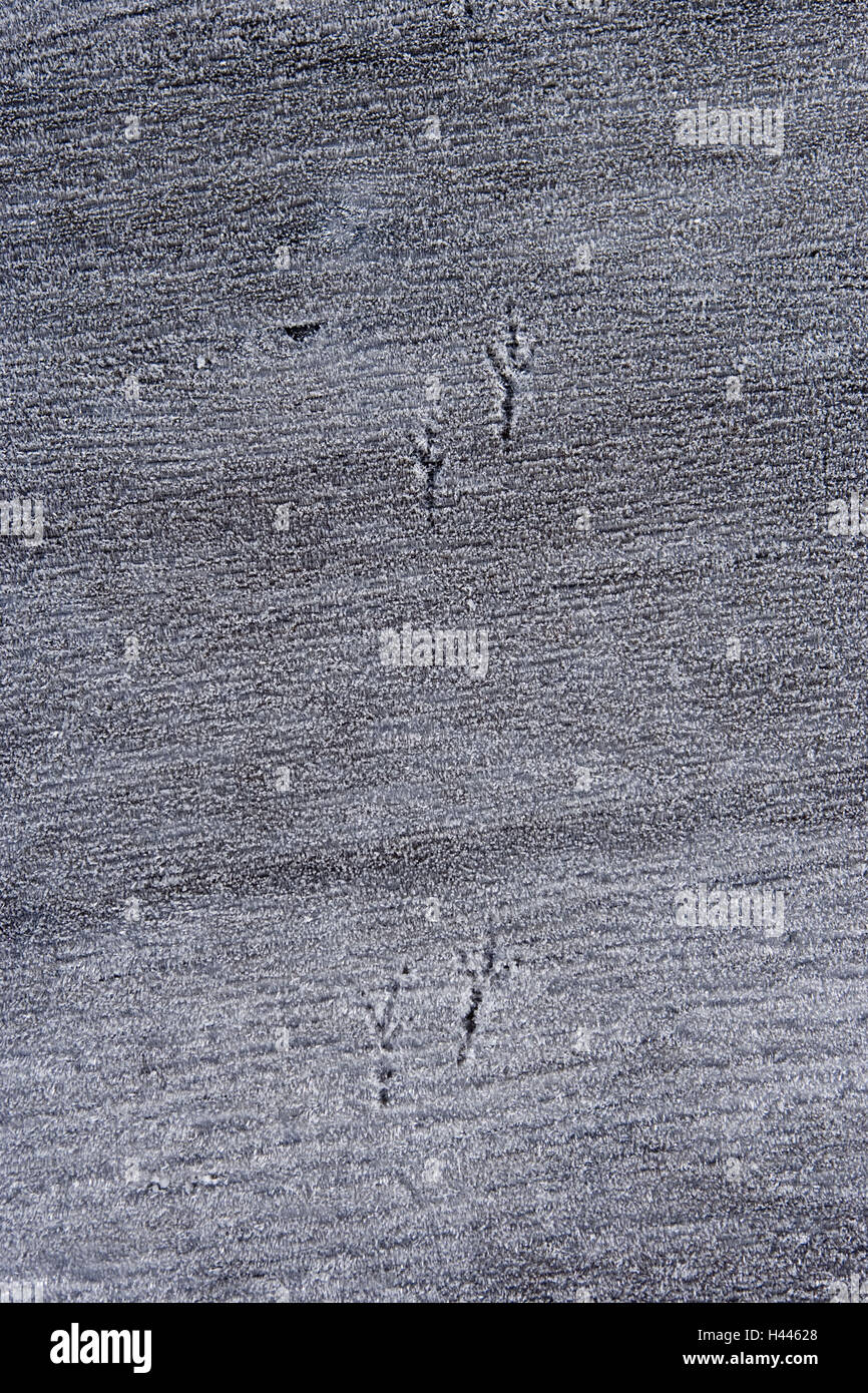 Tracks of birds hi-res stock photography and images - Alamy