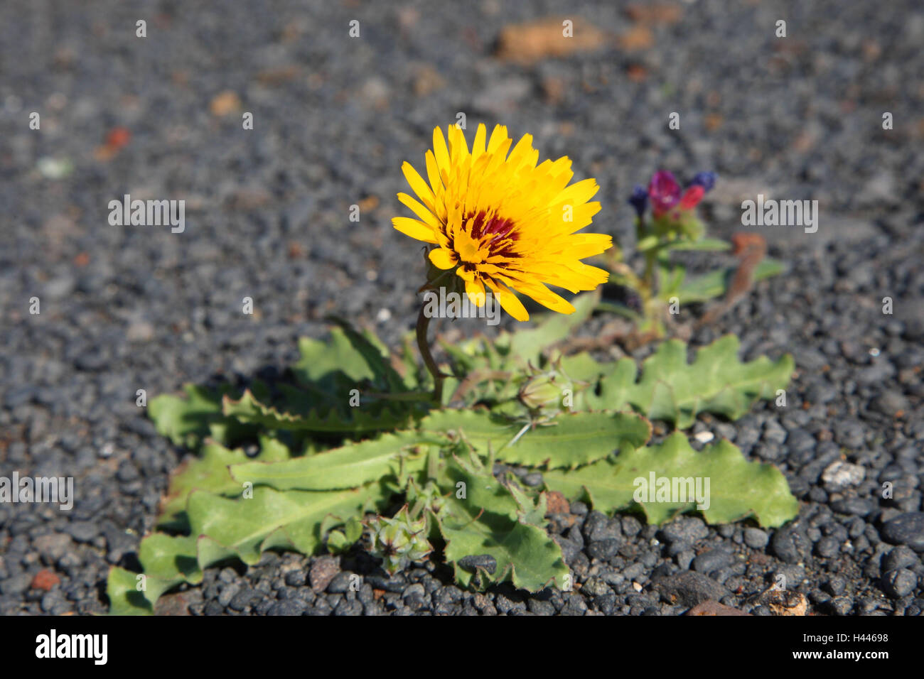Spain, the Canaries, Lanzarote, plant, Reichardia ligulata Stock Photo ...