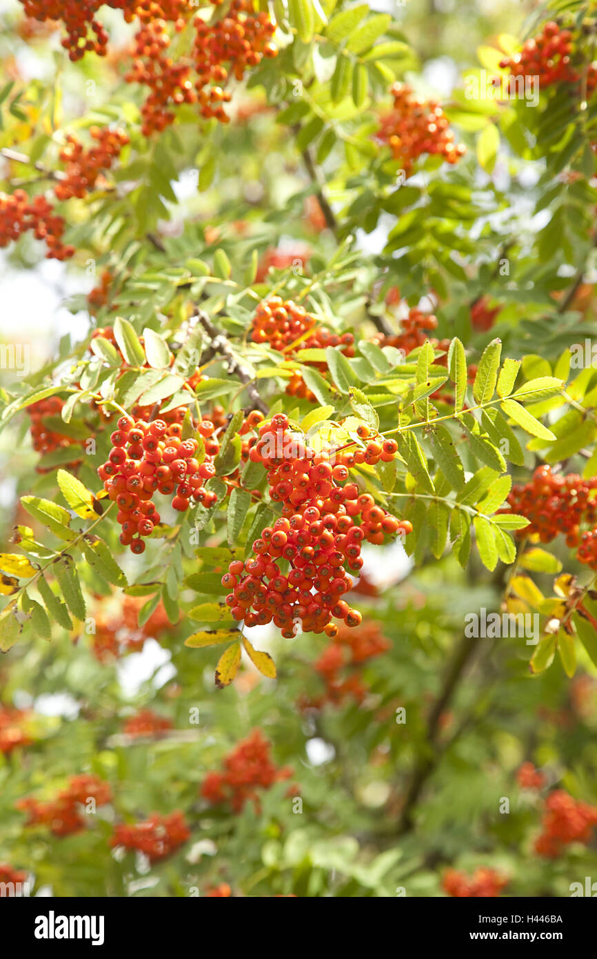 Mountain ash, shrub, berries Stock Photo - Alamy